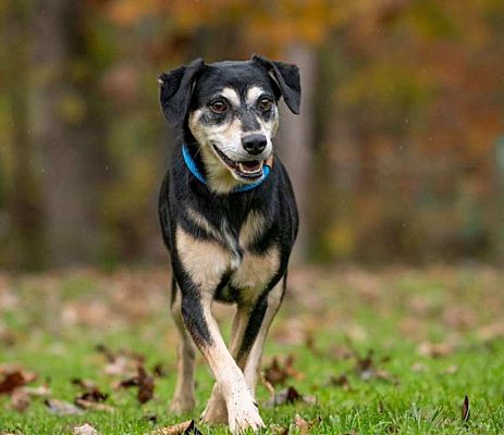 Sparta, NJ - Beagle/Shepherd (Unknown Type). Meet Kix a Pet for ...