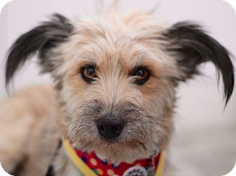 Austin, TX - Terrier (Unknown Type, Small). Meet Fozzi a Pet for Adoption.