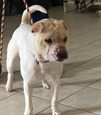 Traverse City, MI - French Bulldog/Shar Pei. Meet Molly a Pet for ...