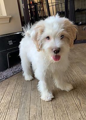 Hainesville, IL - Lhasa Apso/Miniature Poodle. Meet Smoky Martini a Pet ...