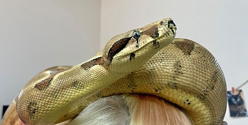 Cranbrook, BC - Snake. Meet Nelly a Pet for Adoption - AdoptaPet.com