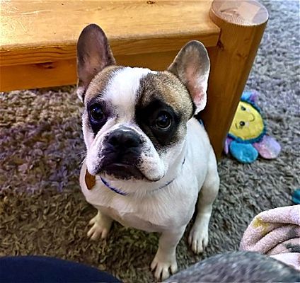St. Louis Park, MN - French Bulldog. Meet Hambone a Pet for Adoption ...