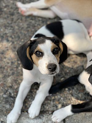 Minneapolis, MN - Hound (Unknown Type)/Mixed Breed (Medium). Meet ...