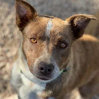 Pine, CO - Australian Cattle Dog/Mixed Breed (Medium). Meet Bonita a ...
