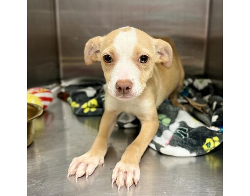 Nashville, TN - American Pit Bull Terrier/Mixed Breed (Medium). Meet ...