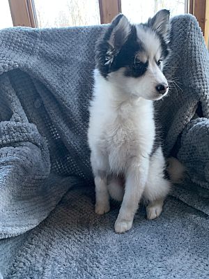 Millersburg, OH - Pomsky. Meet Mulan a Pet for Adoption - AdoptaPet.com