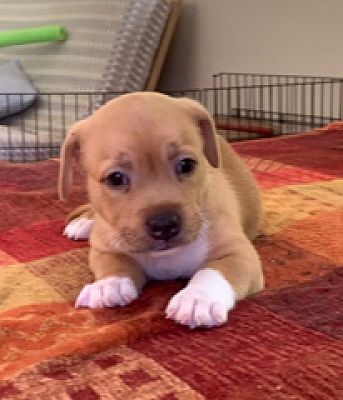 Harrison, NY - Labrador Retriever. Meet Ariel-Courtesy Listing a Pet ...