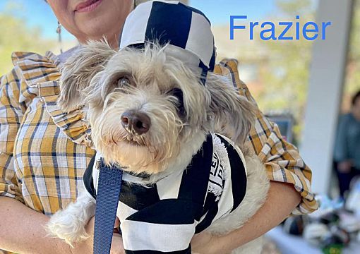 Mandeville, LA - Poodle (Miniature). Meet FRASIER a Pet for Adoption ...