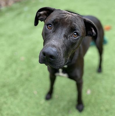 Chichester, NH - Black Mouth Cur/Mixed Breed (Medium). Meet Iris May a ...