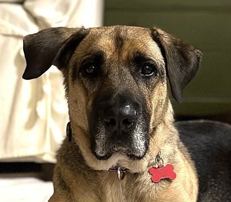 O'Fallon, MO - German Shepherd Dog/Coonhound. Meet JETHRO a Pet for ...