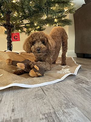 Charlotte, NC - Poodle (Miniature). Meet Milo a Pet for Adoption ...