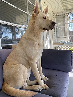 Twin Falls, ID - Labrador Retriever. Meet Gorgeous Smart Nova a Pet for ...
