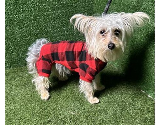 Lancaster, CA - Yorkie, Yorkshire Terrier. Meet KOBE a Pet for Adoption ...