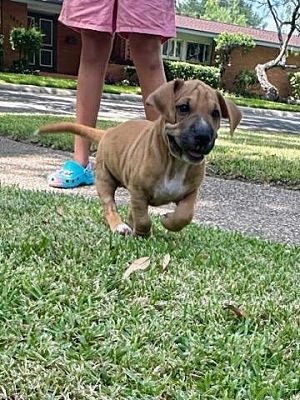 Orange Grove, TX - Chihuahua. Meet Scooby a Pet for Adoption ...