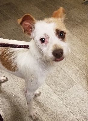 San Diego, CA - Jack Russell Terrier/Terrier (Unknown Type, Medium ...