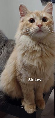 Upper Saddle River, NJ - Maine Coon. Meet Sir Levi a Pet for Adoption ...