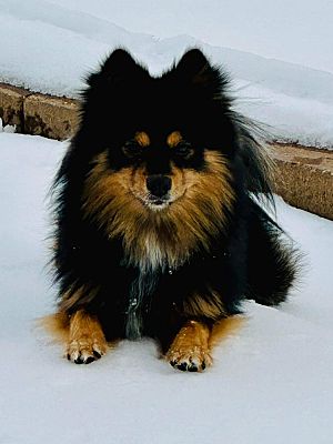 Colorado Springs, CO - Pomeranian. Meet Cooper the Pom a Pet for ...