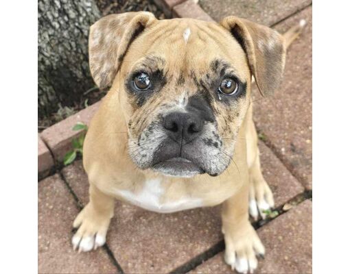 St Louis, MO - Boxer/Catahoula Leopard Dog. Meet Ember SPC a Pet for ...
