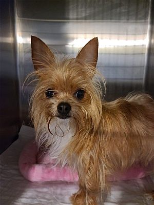 Benton, LA - Yorkie, Yorkshire Terrier/Chihuahua. Meet Bubble Boo (NOT ...