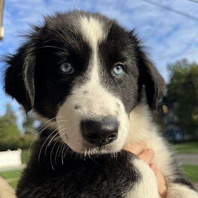Smithtown, NY - Border Collie. Meet Sally a Pet for Adoption ...