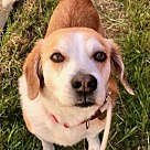 Beagle Puppies - Beagle Rescue and Adoption Near You