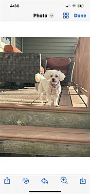 Syracuse area, NY - Poodle (Miniature). Meet Coco a Pet for Adoption ...