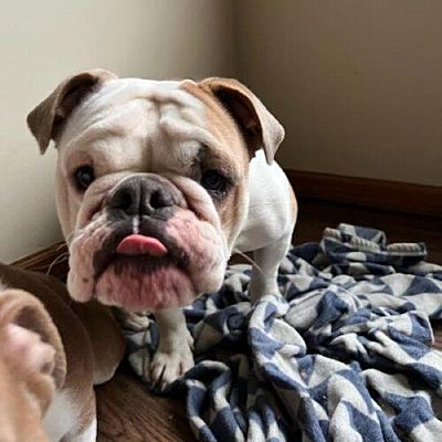 Twin Lakes, WI - English Bulldog. Meet Bacon a Pet for Adoption ...