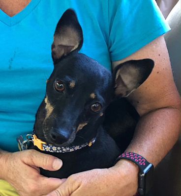 Southern California, CA - Miniature Pinscher. Meet Bunny a Pet for ...