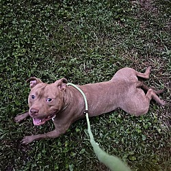Dallas, GA - Mixed Breed (Medium). Meet Chungus (Courtesy Post) a Pet ...