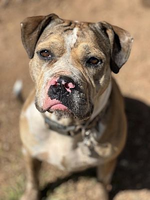 Duncan, OK - Boxer/Mixed Breed (Medium). Meet Myrtle a Pet for Adoption ...