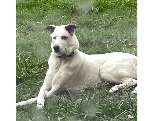 Colorado Springs, CO - Basenji. Meet Journey a Pet for Adoption ...