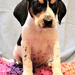Hagerstown, MD - Beagle/English Pointer. Meet Guinevere a Pet for ...