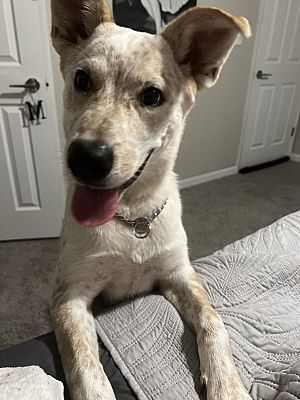 Peachtree Corners, GA - Great Pyrenees/Australian Cattle Dog. Meet ...