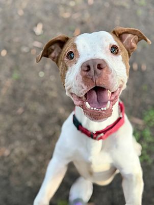 Hamilton, NJ - Boxer. Meet Meatball URGENT HELP NEEDED‼️ a Pet for ...