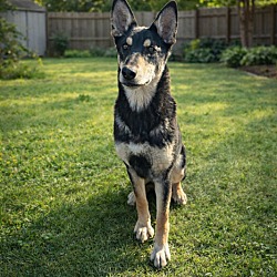 Renton, WA - German Shepherd Dog. Meet Zelda a Pet for Adoption ...