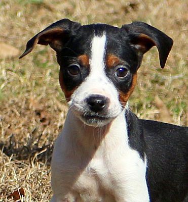 Southbury, CT - Feist/Boston Terrier. Meet Andrea~adopted! a Pet for ...