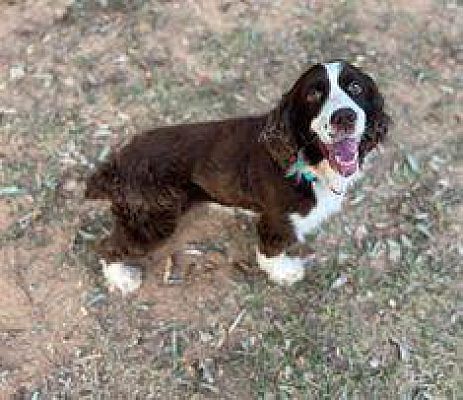 Atlanta, GA - Springer Spaniel. Meet Dunham a Pet for Adoption ...