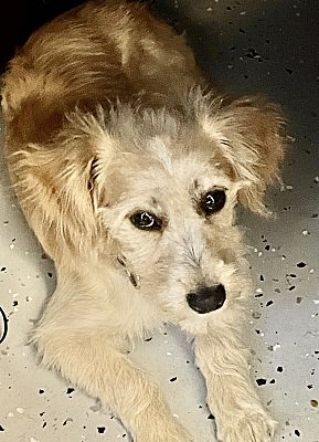 Forney, TX - Australian Terrier/Mixed Breed (Small). Meet Oden a Pet ...