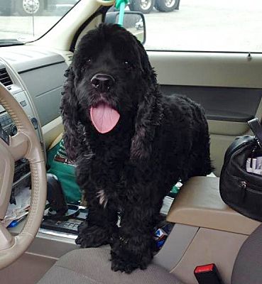 Olive Branch, MS - Cocker Spaniel. Meet Duncan-Love Me! a Pet for ...