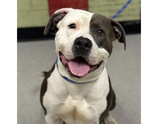 Indianapolis, IN - American Pit Bull Terrier. Meet GITANO a Pet for ...