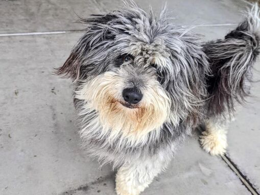 Denver, CO - Bearded Collie/Terrier (Unknown Type, Medium). Meet YOGI a ...