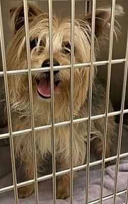 Dallas, TX - Yorkie, Yorkshire Terrier. Meet Pazole (Scooter) dup of ...