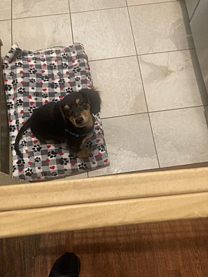 Pittsburgh, PA - Chiweenie. Meet Milo a Pet for Adoption - AdoptaPet.com