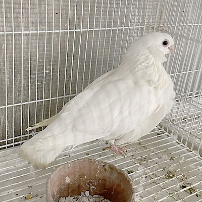 Des Moines, IA - Pigeon. Meet Sunny a Pet for Adoption - AdoptaPet.com