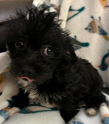 Yorkville, IL - Yorkie, Yorkshire Terrier/Yorkie Poo. Meet Idalia a Pet ...