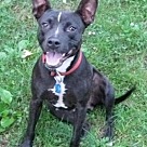 Boston Terrier Puppies - Boston Terrier Rescue and Adoption