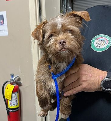 Dallas, GA - Yorkie, Yorkshire Terrier. Meet 24-02-0494 Benji a Pet for ...