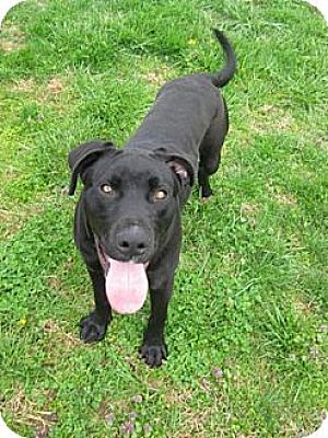Cynthiana, KY - Labrador Retriever. Meet Kole--foster care a Pet for ...