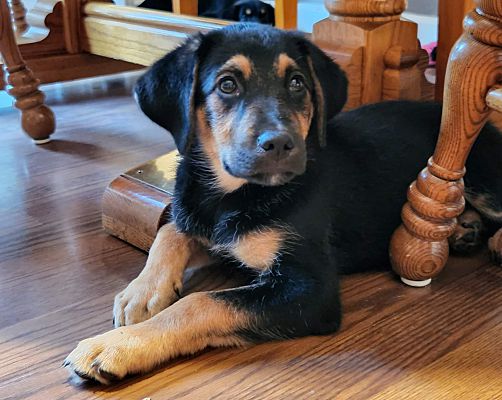 Wauseon, OH - Black and Tan Coonhound/German Shepherd Dog. Meet BUSTER ...