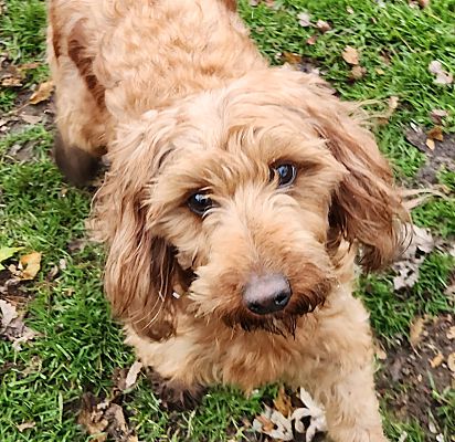 Liberty Center, OH - Irish Setter/Miniature Poodle. Meet Adina a Pet ...